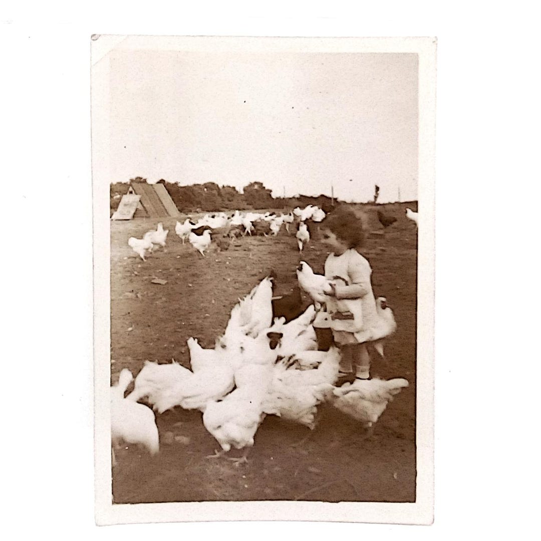 Girl With Chickens Vintage 1930s Black & White Photo Hen Run Flock of ...