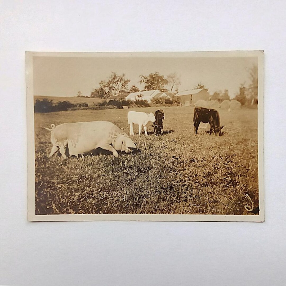 Farm Animals Photo Vintage 1930s Photo of Pigs Cows in a Field With ...
