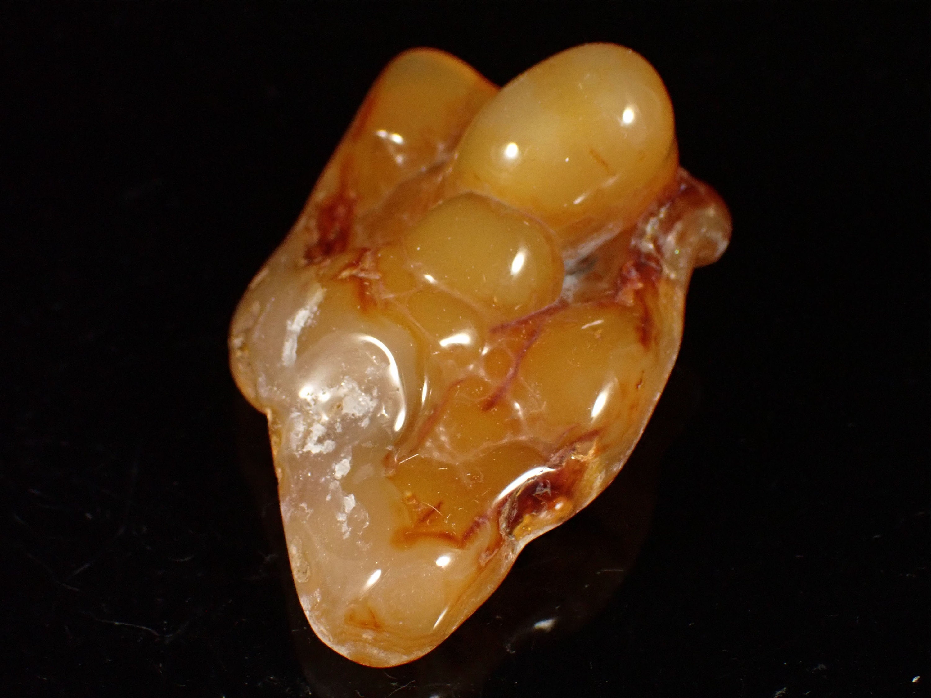 Polished Agatized Coral From Florida. Chalcedony. - Etsy