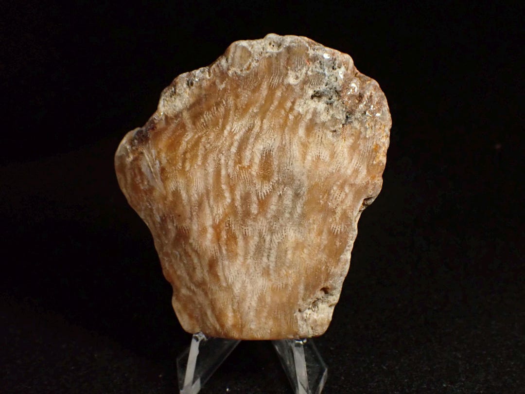 Unusual Panamanian Agatized Coral Slice. Natural. Fossil. Polished ...