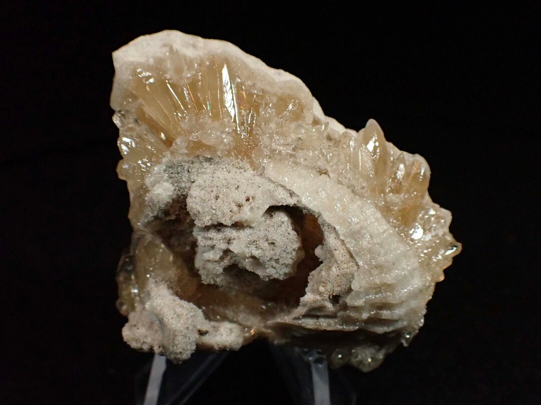 Calcite in Fossil Clam Shell From Florida. Crystal. Fluorescent. Raw ...