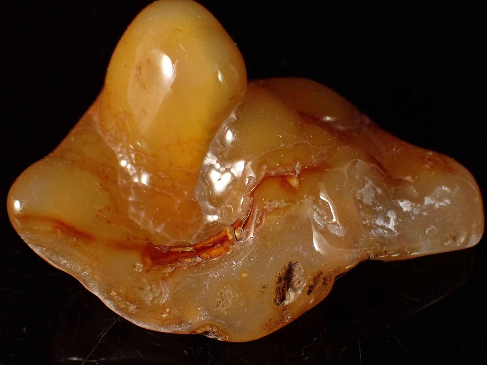 Polished Agatized Coral From Florida. Chalcedony. - Etsy