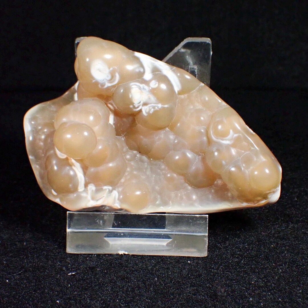 Fossil Agatized Coral From Florida. Fluorescent. Botryoidal. Polished ...