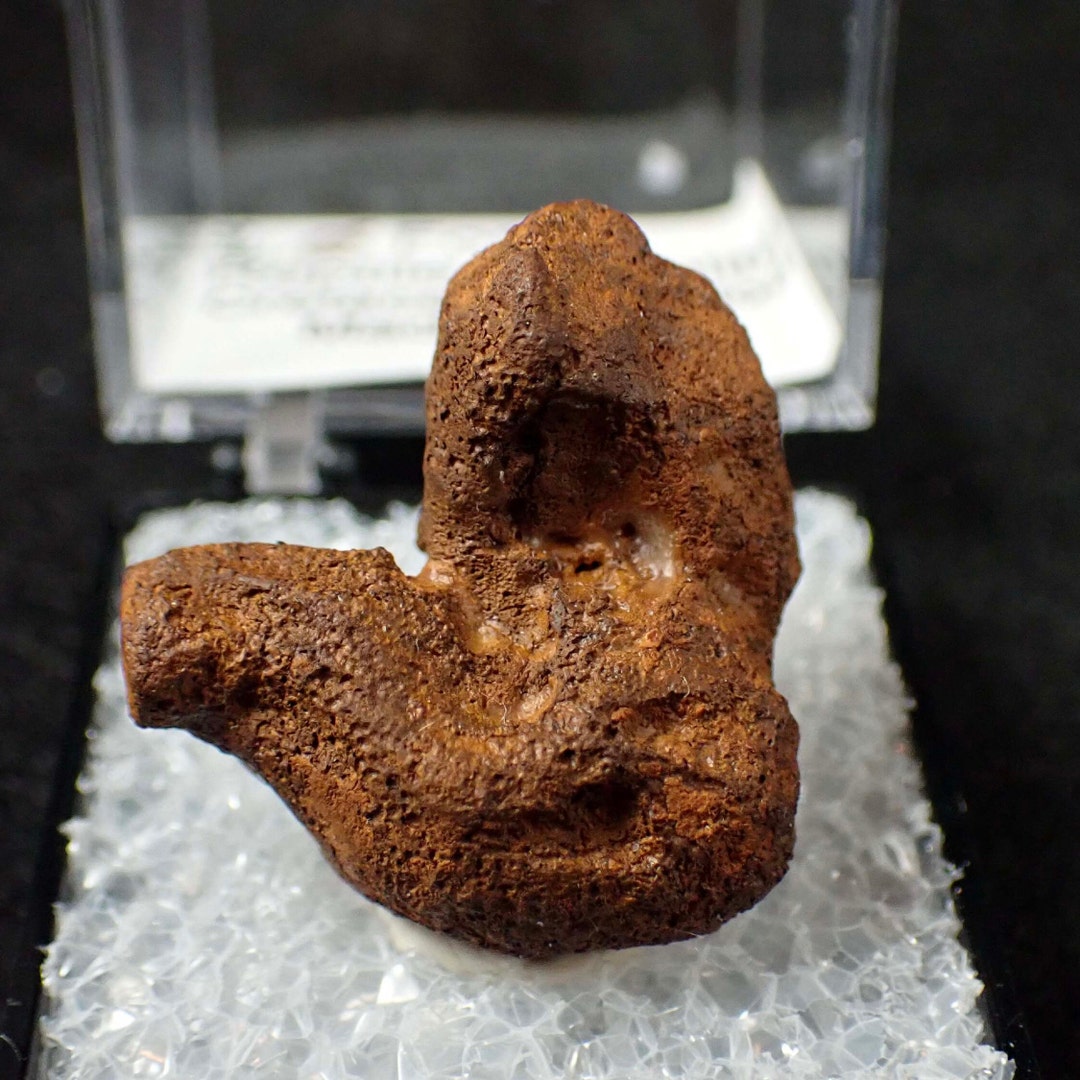 Fossilized Reptile Dung From Madagascar. Natural Coprolite. - Etsy