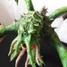 Cthulhu Paper Sculpture Paper Mache Papercraft Papier Mache Lovecraft ...