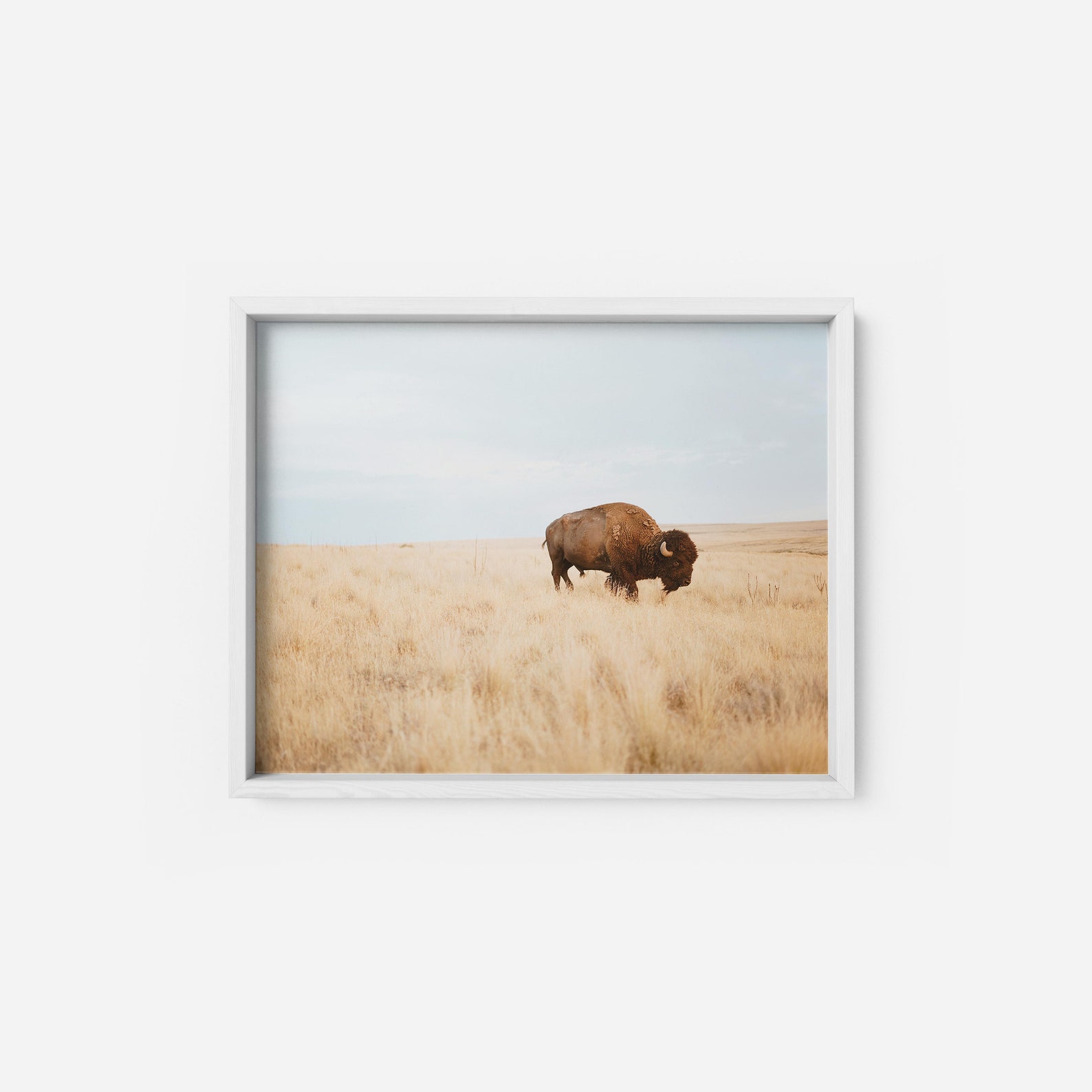 Buffalo Print, Bison Photo, INSTANT DOWNLOAD, Bison Print, Buffalo Art ...