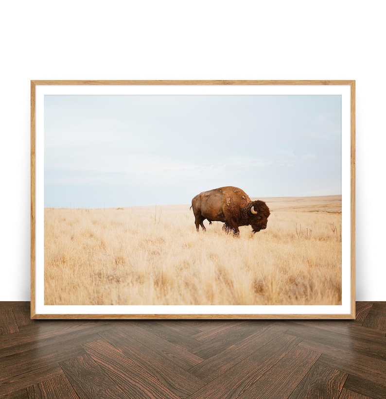 Buffalo Print, Bison Photo, INSTANT DOWNLOAD, Bison Print, Buffalo Art ...