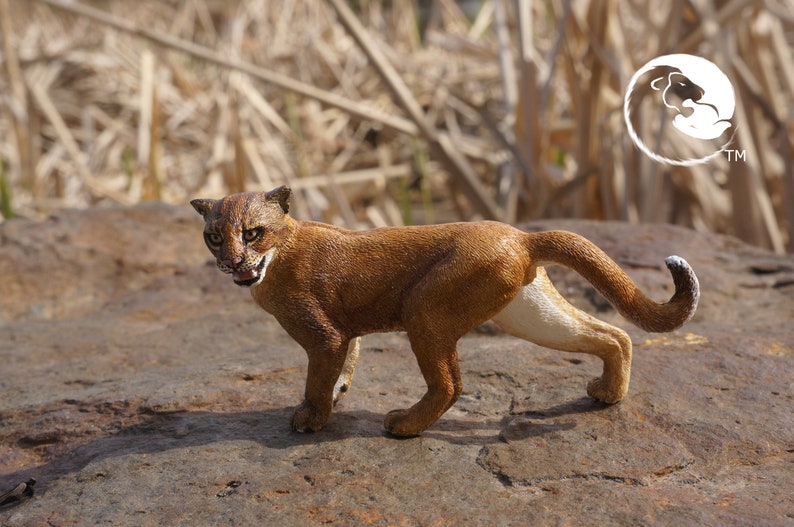 Bay Cat-the Complete Feline Series | Etsy