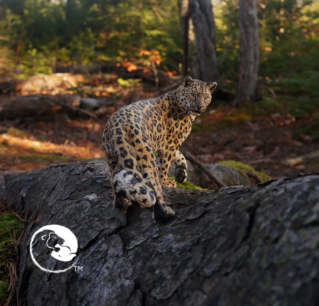 Amur Leopard-the Complete Feline Series - Etsy