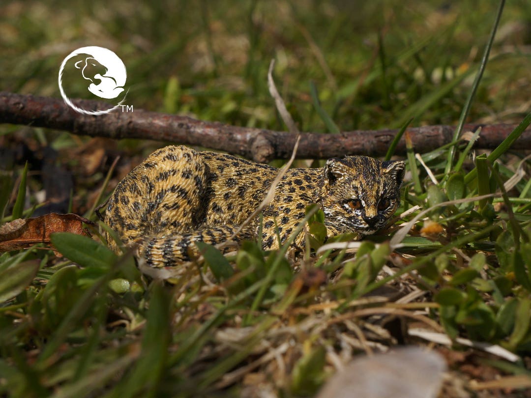 Kodkod-the Complete Feline Series - Etsy