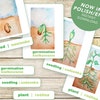 Bilingual Plant Life Cycle - Montessori POLISH Science - Watercolor Art ...