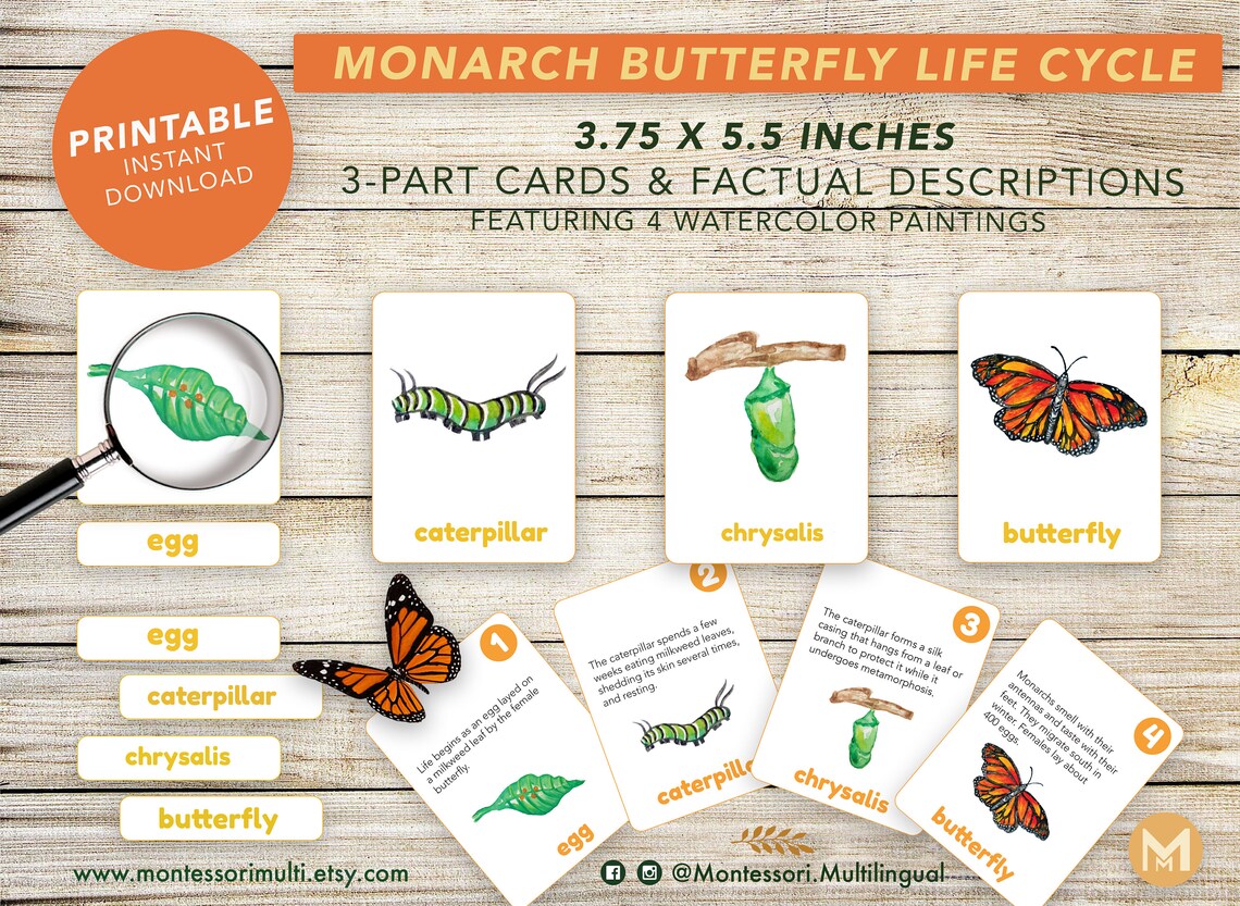Monarch Butterfly Life Cycle - Montessori Science - Printable Instant ...