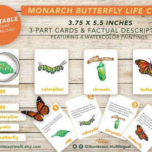 Monarch Butterfly Life Cycle - Montessori Science - Printable Instant ...