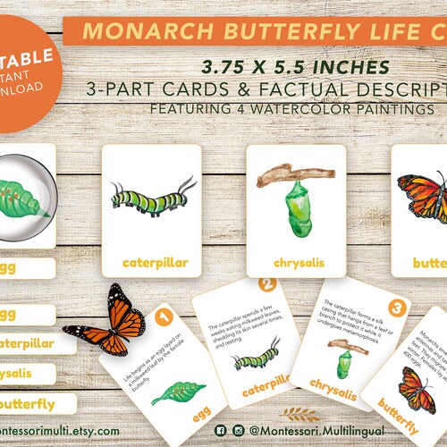 Monarch Butterfly Life Cycle Montessori Science Printable - Etsy