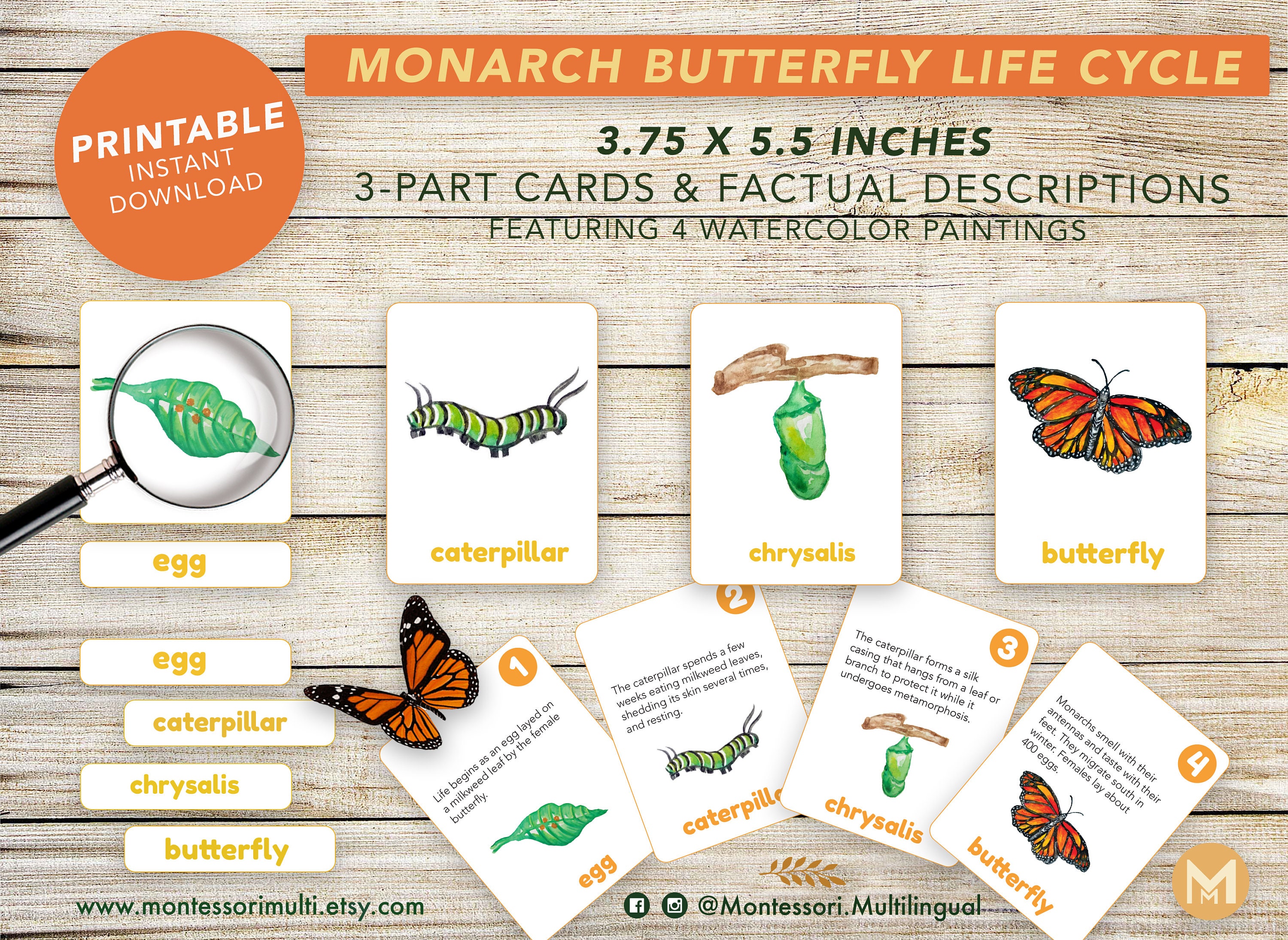 Monarch Butterfly Life Cycle - Montessori Science - Printable Instant ...