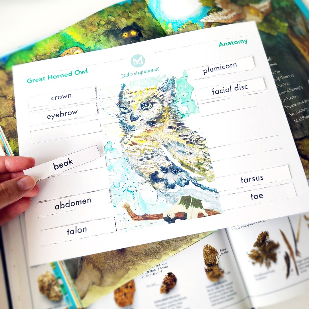 Great Horned Owl Homeschool Montessori Printable Forest Woodland Owl ...