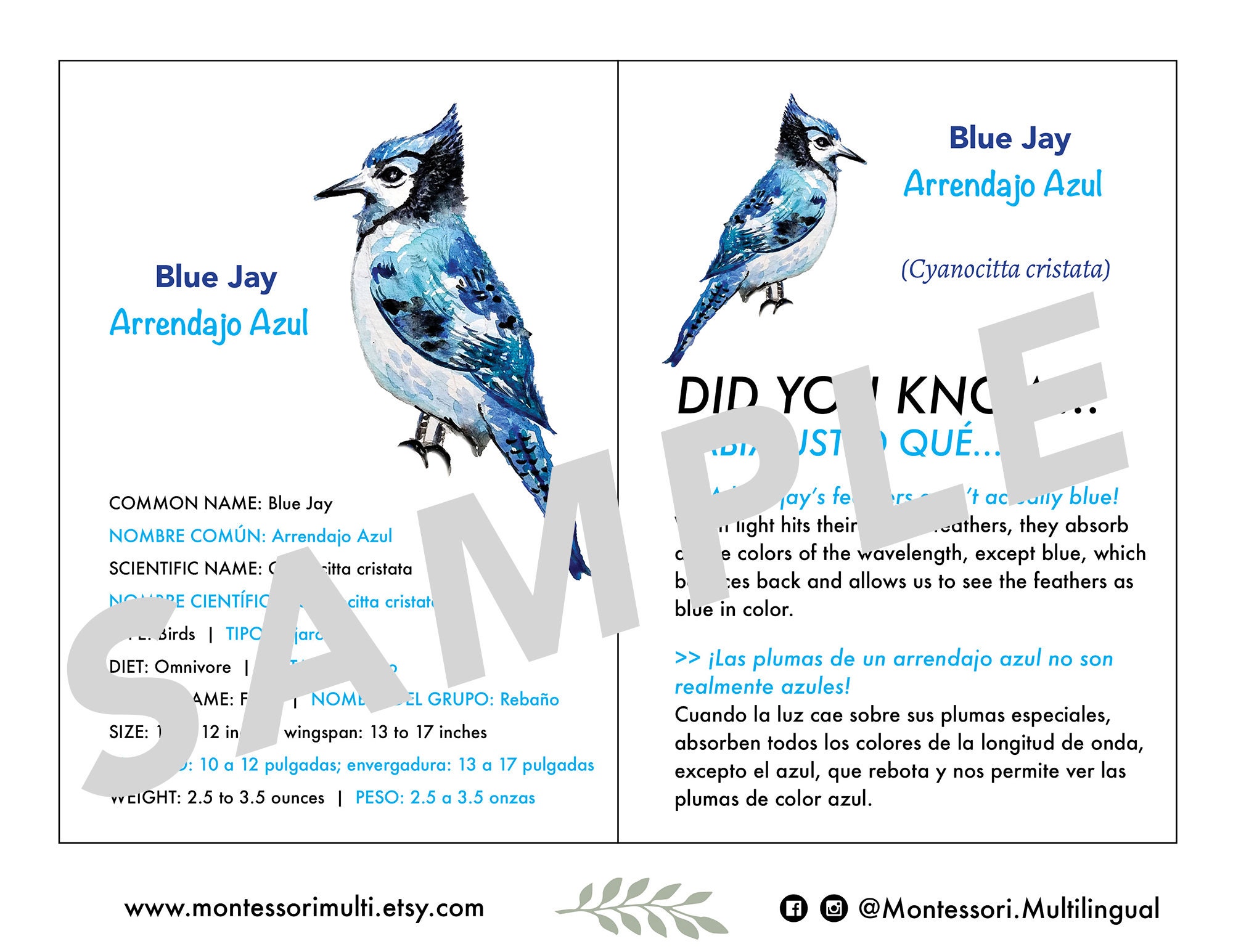 Bilingual Backyard Birds of North America SPANISH Homeschool Montessori ...