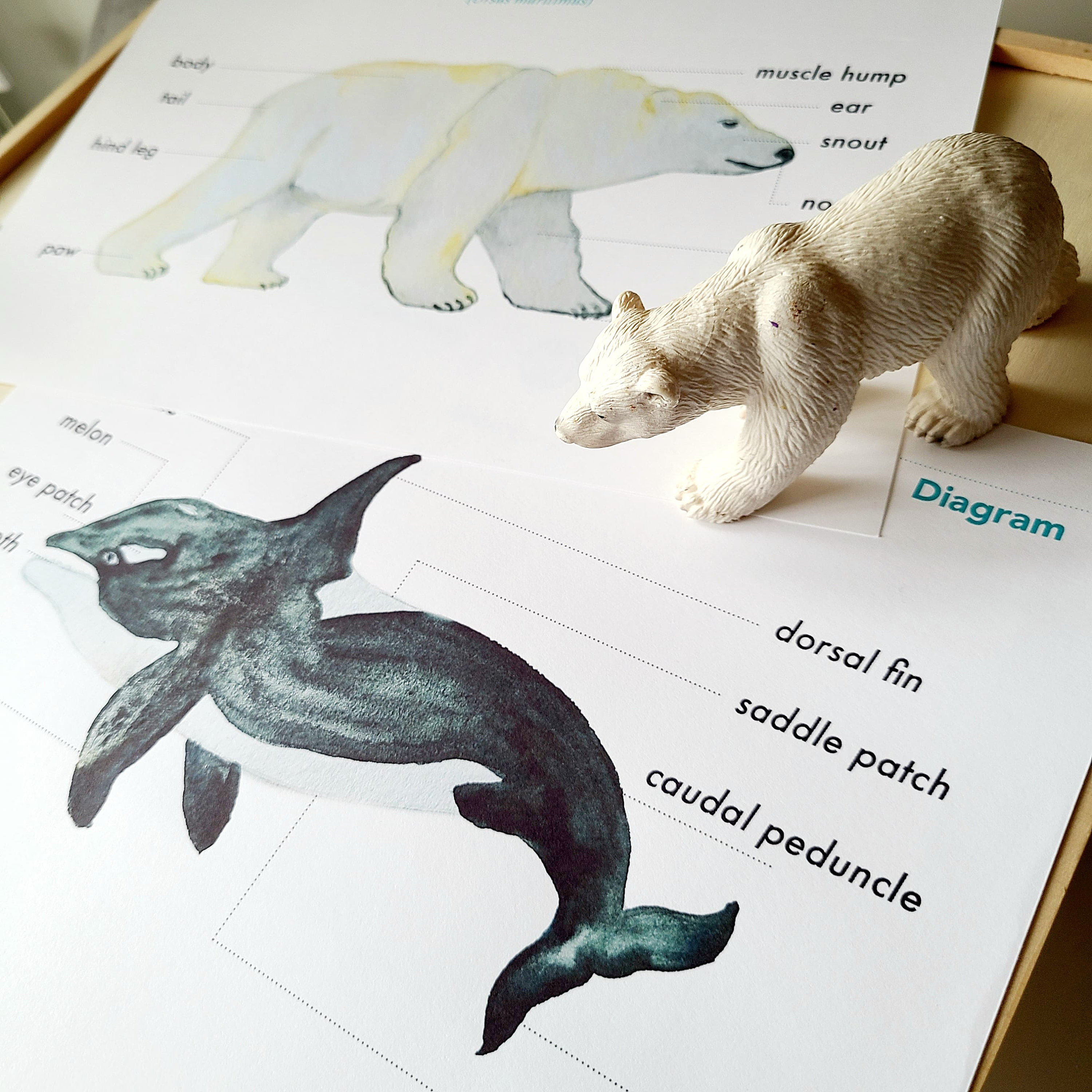 Arctic Animal Printable - Montessori Printable - Science Anatomy ...