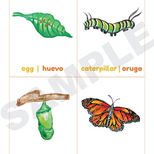 Bilingual Monarch Butterfly Life Cycle - Montessori SPANISH English ...