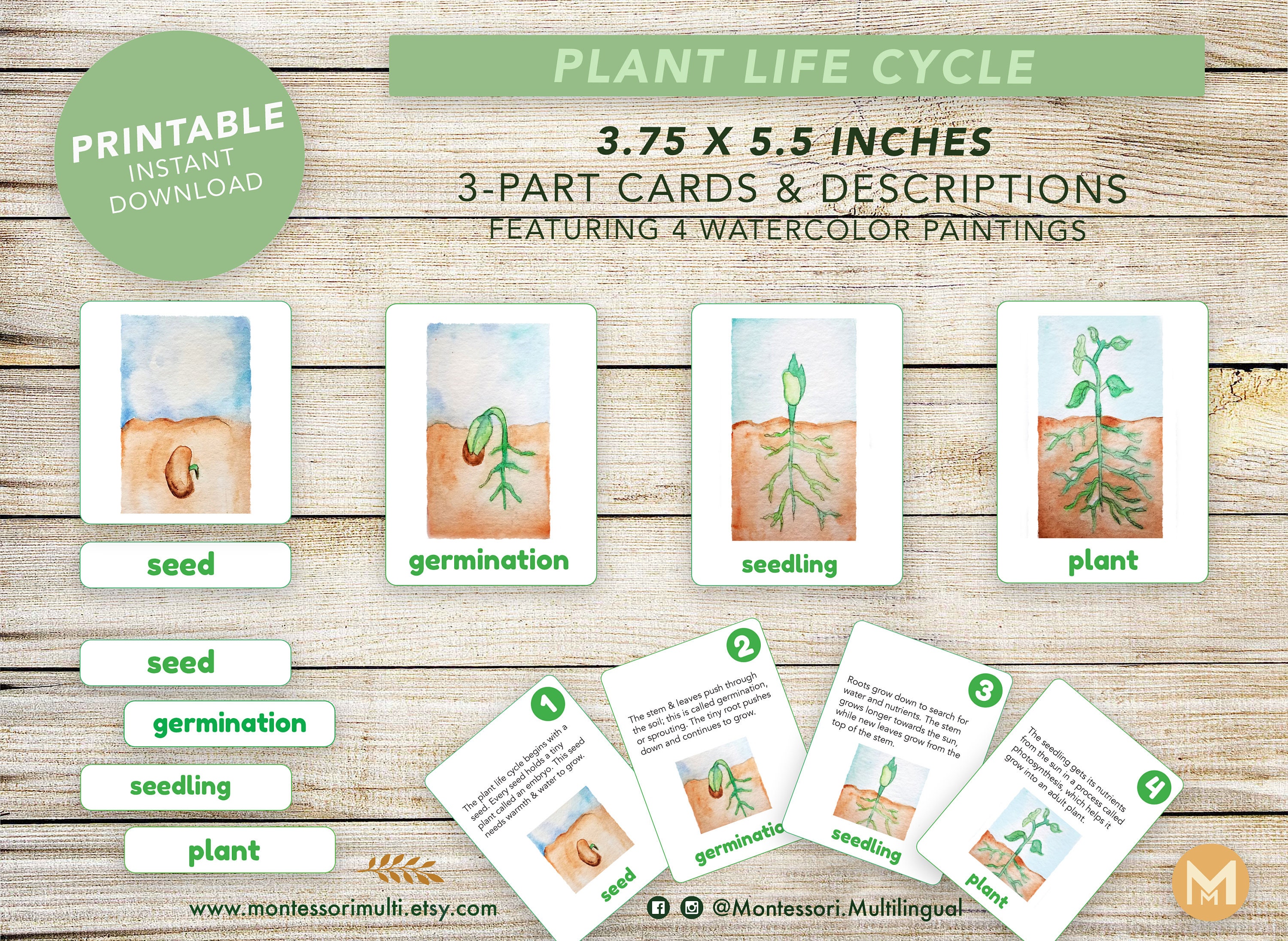 Plant Life Cycle - Montessori Science Printable - Botany With Kids ...