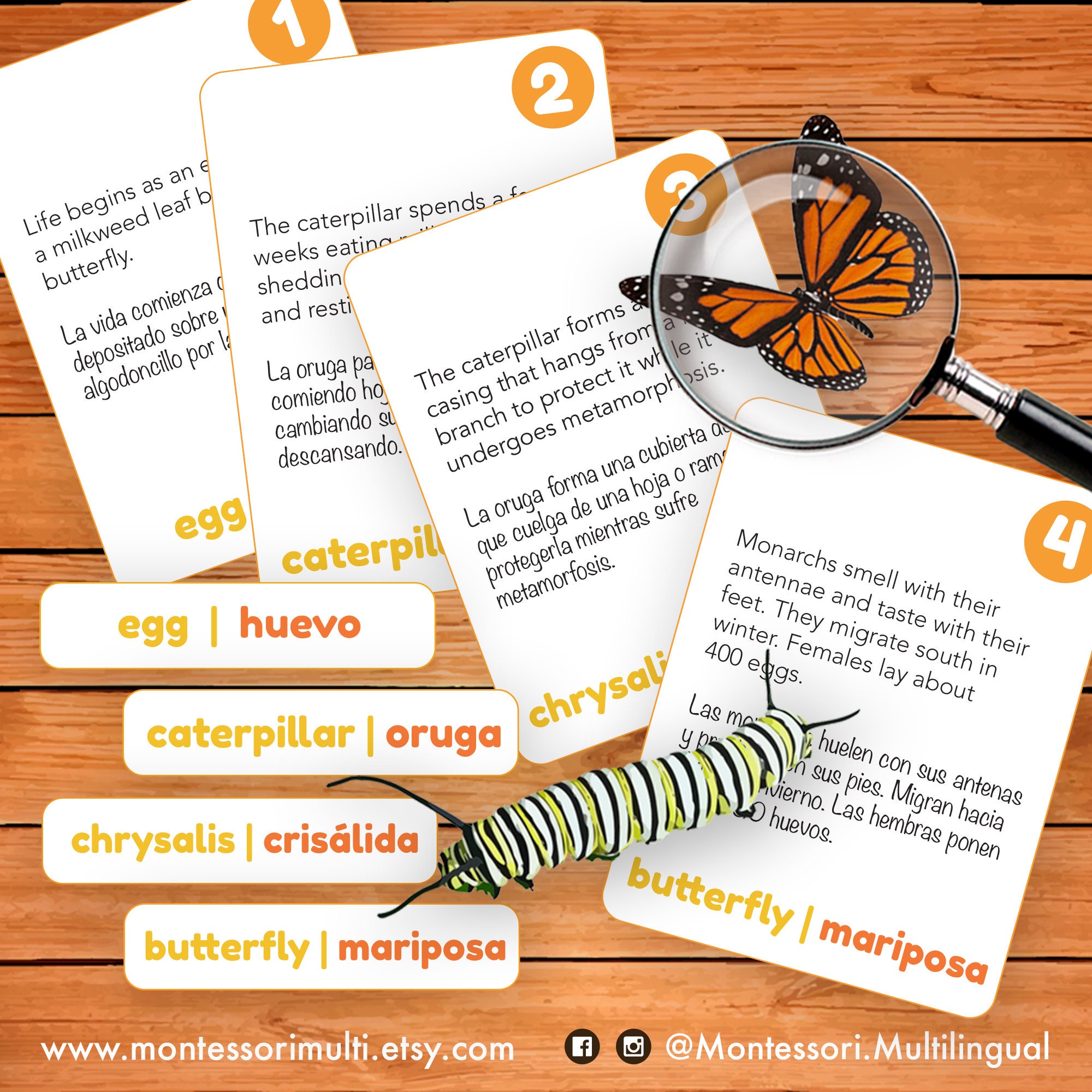Bilingual Monarch Butterfly Life Cycle - Montessori SPANISH English ...