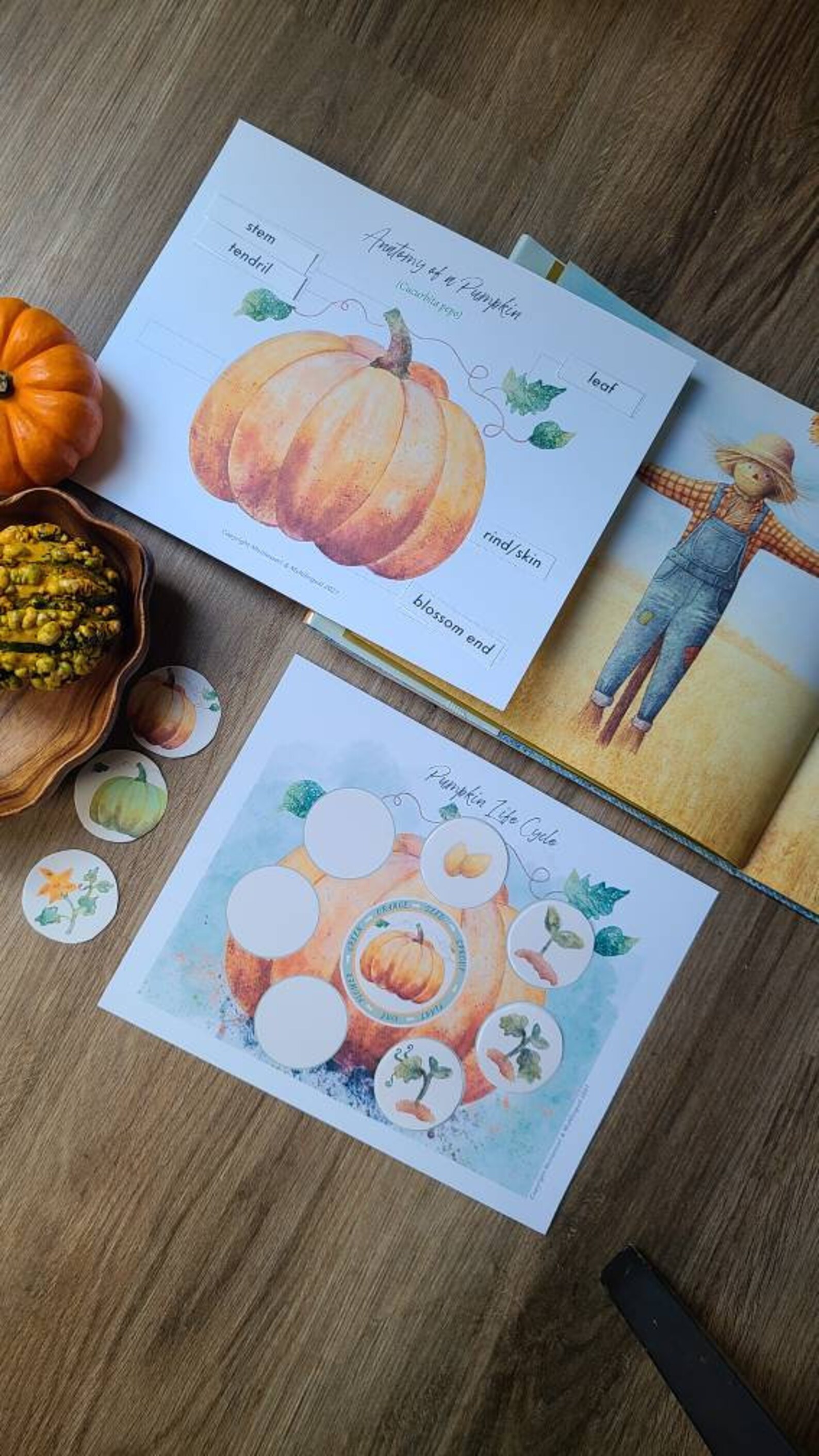 Vintage Halloween Pumpkin Life Cycle Pumpkin Anatomy - Etsy