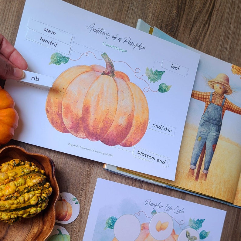 Vintage Halloween Pumpkin Life Cycle Pumpkin Anatomy - Etsy