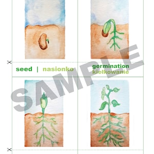 Bilingual Plant Life Cycle - Montessori POLISH Science - Watercolor Art ...