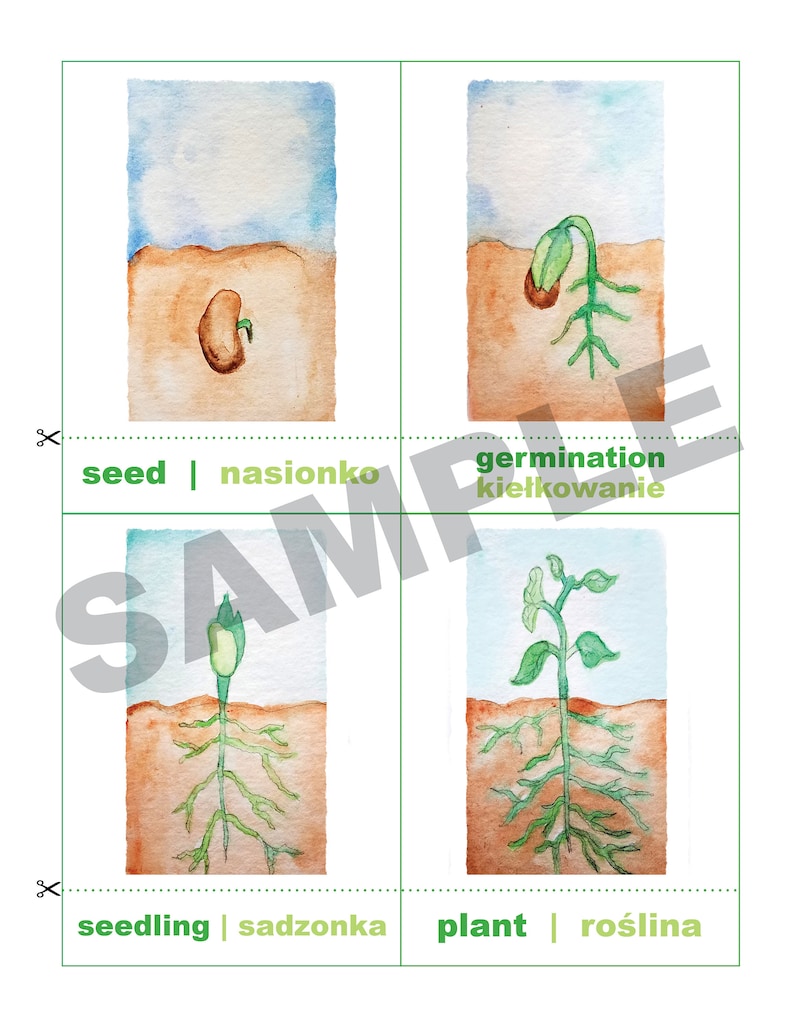 Bilingual Plant Life Cycle - Montessori POLISH Science - Watercolor Art ...