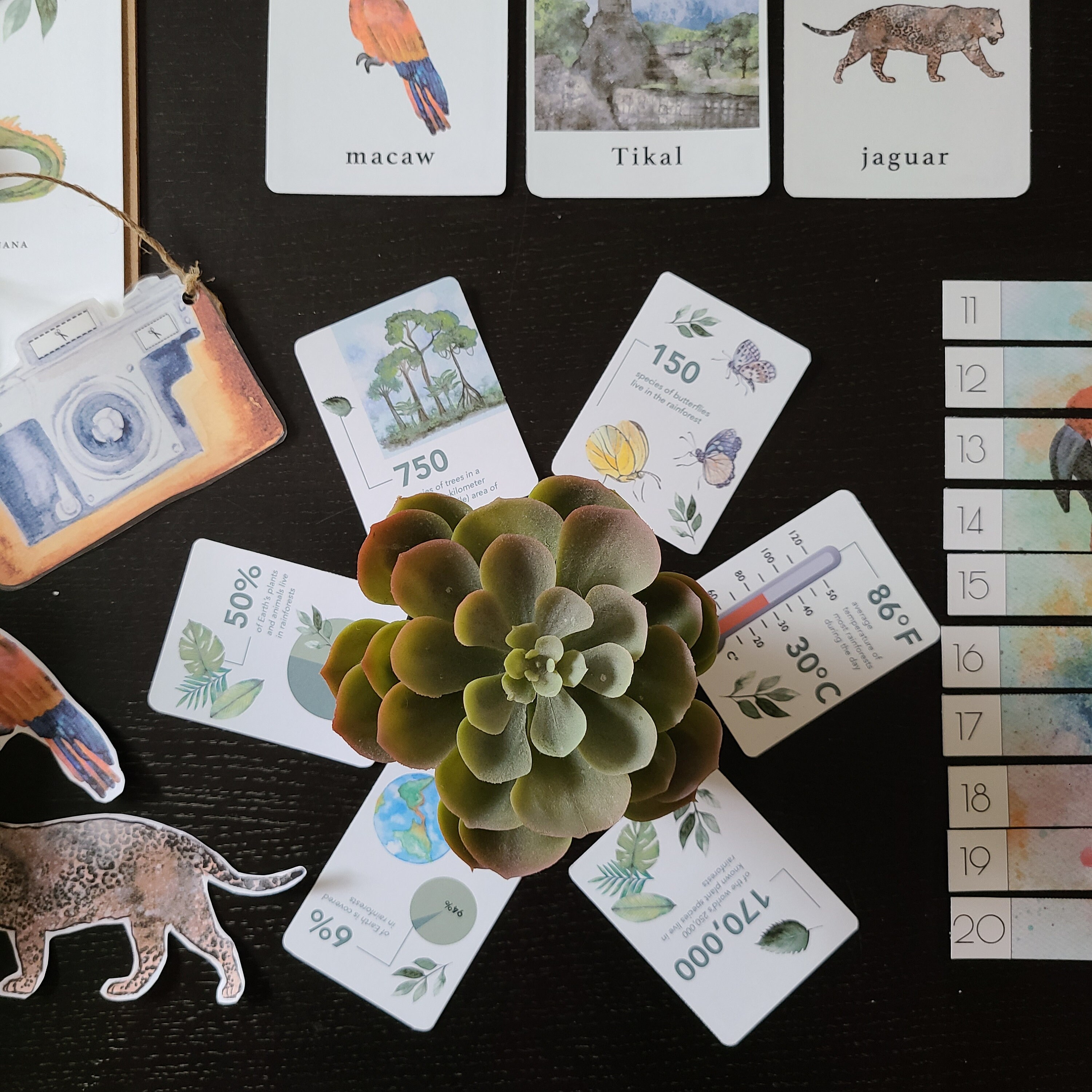 Rainforest Animal Printable Montessori Kindergarten - Etsy