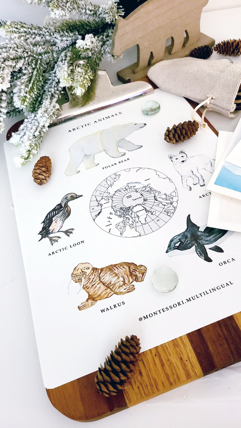 Arctic Animal Poster Printable - Instant Download - Montessori ...