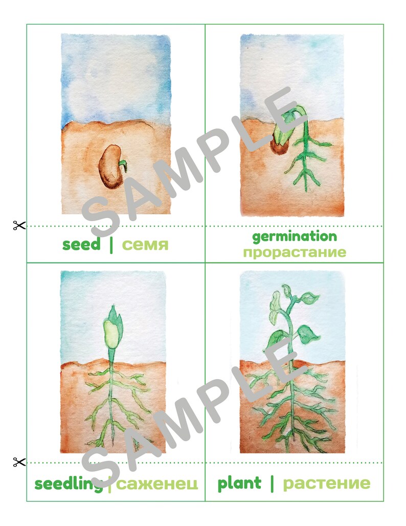 Plant Life Cycle Montessori Botany Science 3-Part Cards Set | Etsy