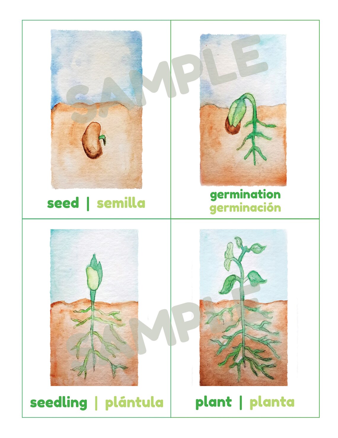 Bilingual Plant Life Cycle Montessori SPANISH Botany Science - Etsy