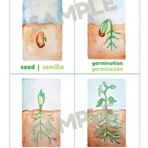 Bilingual Plant Life Cycle - Montessori SPANISH Botany Science ...
