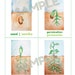 Bilingual Plant Life Cycle Montessori SPANISH Botany Science Watercolor ...
