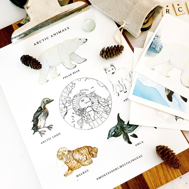 Arctic Animal Poster Printable - Instant Download - Montessori ...