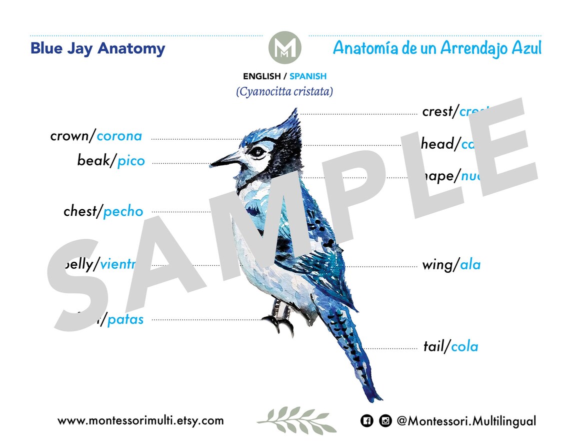 Bilingual Backyard Birds of North America SPANISH Homeschool Montessori ...