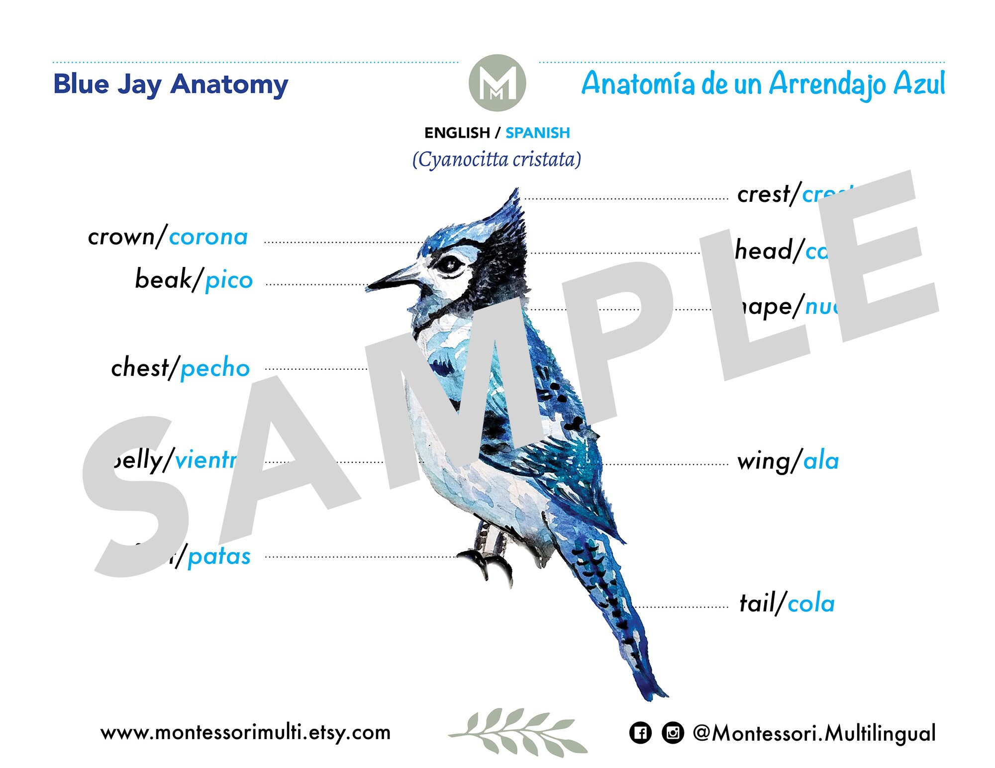 Bilingual SPANISH Backyard Birds of North America - Homeschool ...