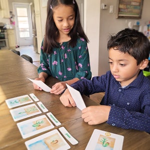 Bilingual Plant Life Cycle - Montessori SPANISH Botany Science ...