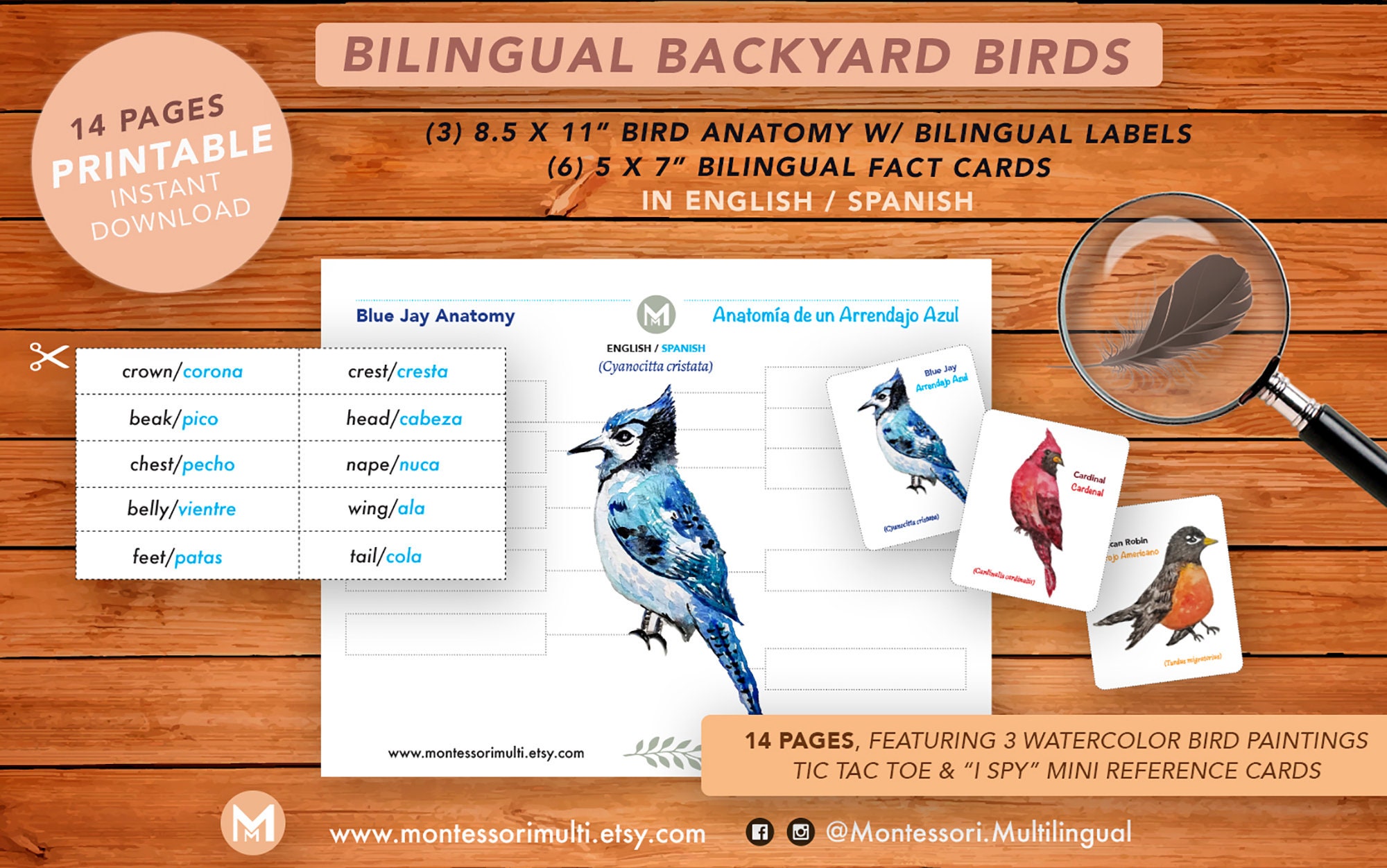 Bilingual SPANISH Backyard Birds of North America - Homeschool ...