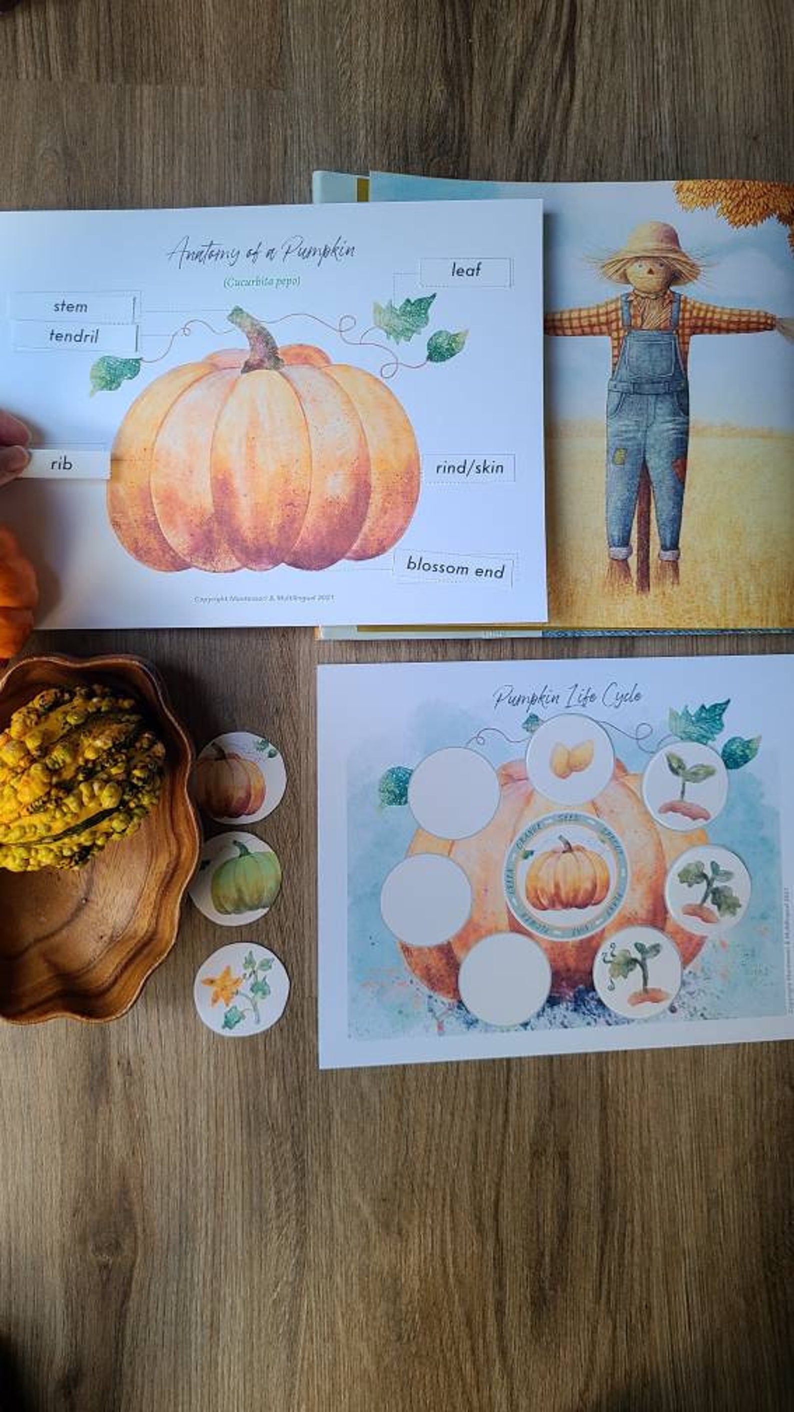 Vintage Halloween Pumpkin Life Cycle Pumpkin Anatomy - Etsy
