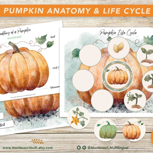 Vintage Halloween Pumpkin Life Cycle Pumpkin Anatomy - Etsy