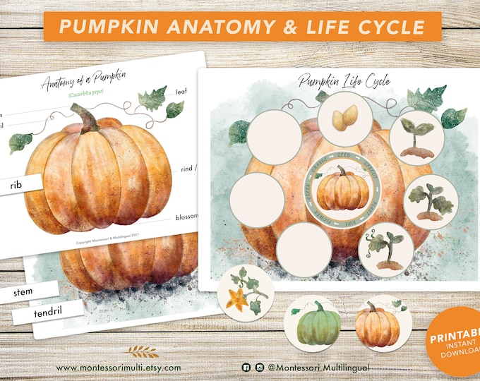 Vintage Halloween Pumpkin Life Cycle Pumpkin Anatomy Busy Book Activity ...