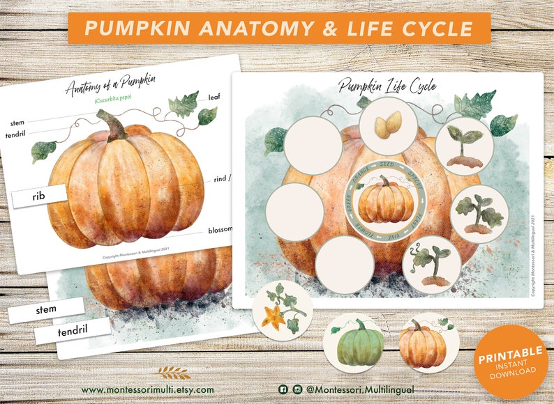 Vintage Halloween Pumpkin Life Cycle Pumpkin Anatomy - Etsy