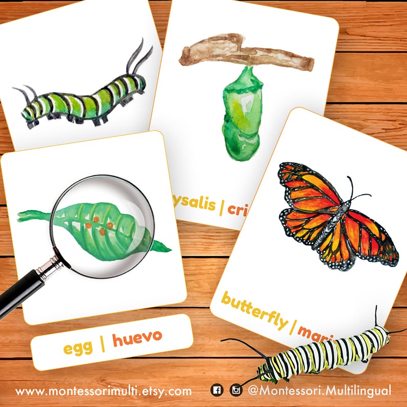 Bilingual Monarch Butterfly Life Cycle Cards: Watercolor Art (digital ...