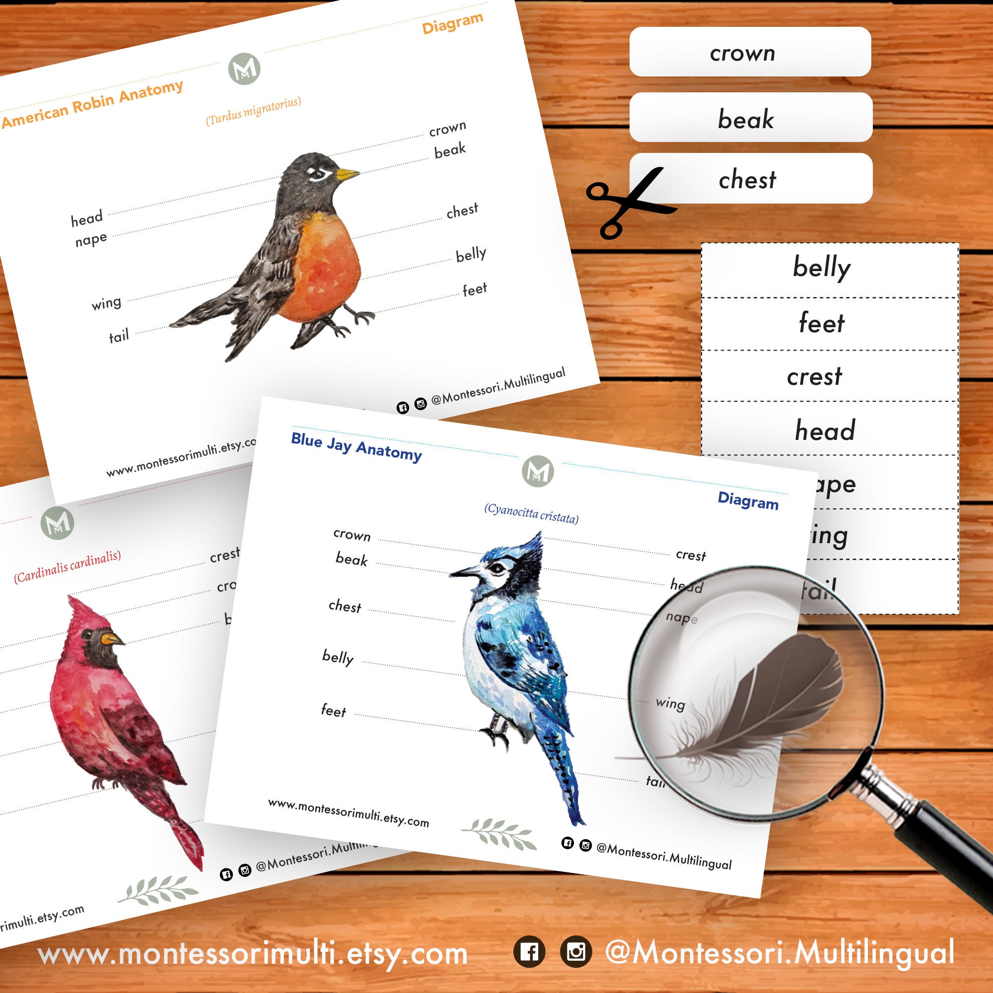 Backyard Birds of North America Homeschool Science Bird - Etsy