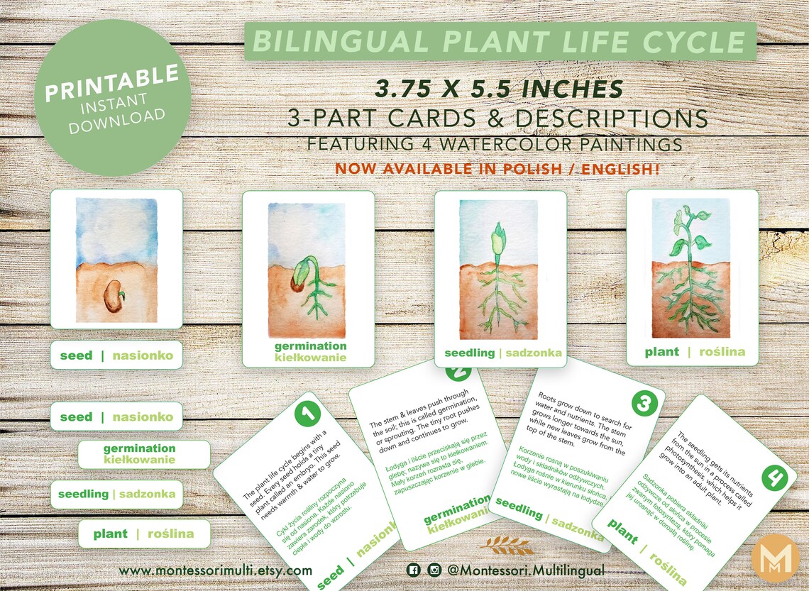 Bilingual Plant Life Cycle - Montessori POLISH Science - Watercolor Art ...