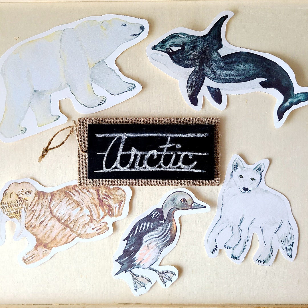 Arctic Animal Printable - Montessori Printable - Science Anatomy ...