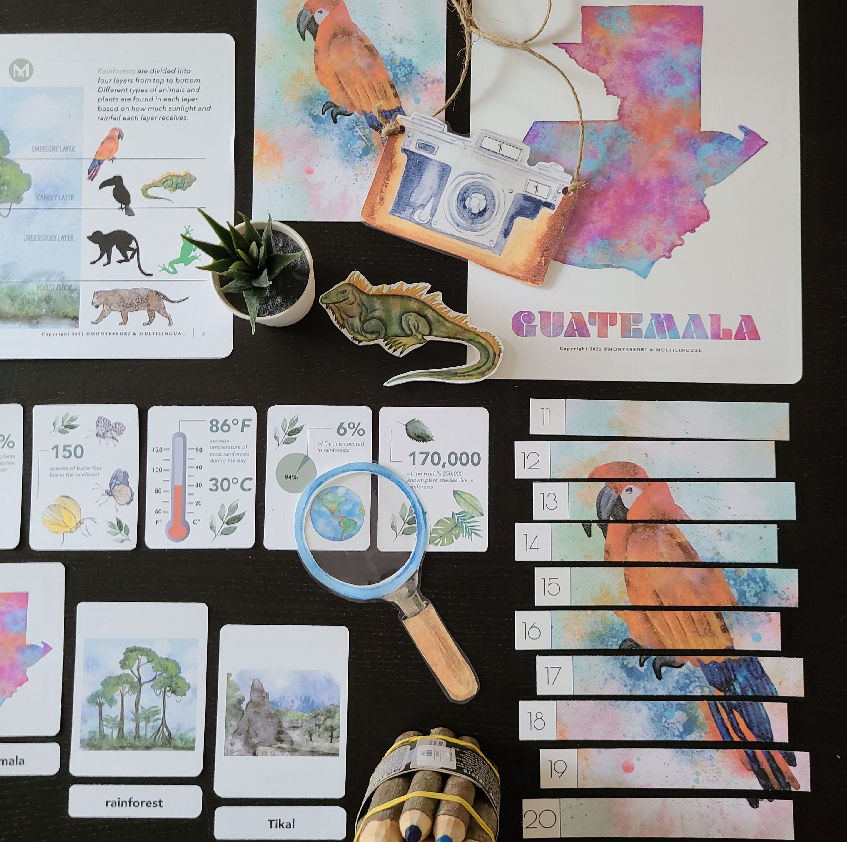 Rainforest Animal Printable Montessori Kindergarten Download Homeschool ...