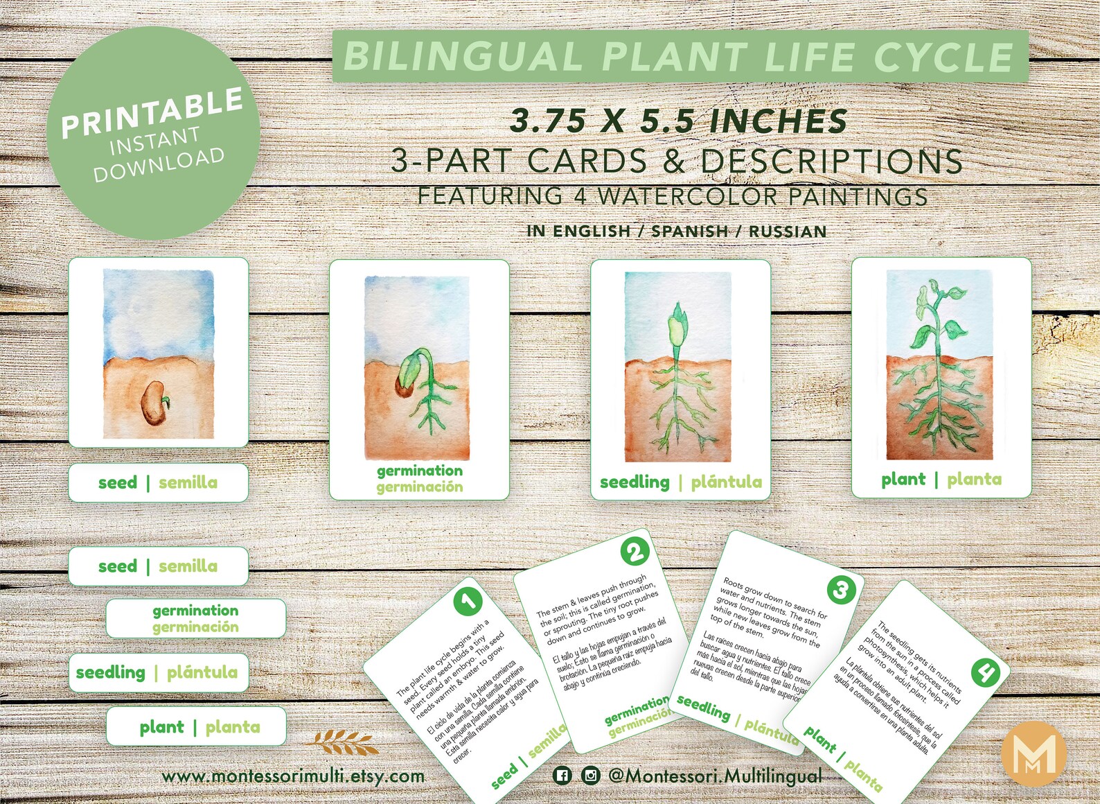 Bilingual Plant Life Cycle Montessori SPANISH Botany Science - Etsy